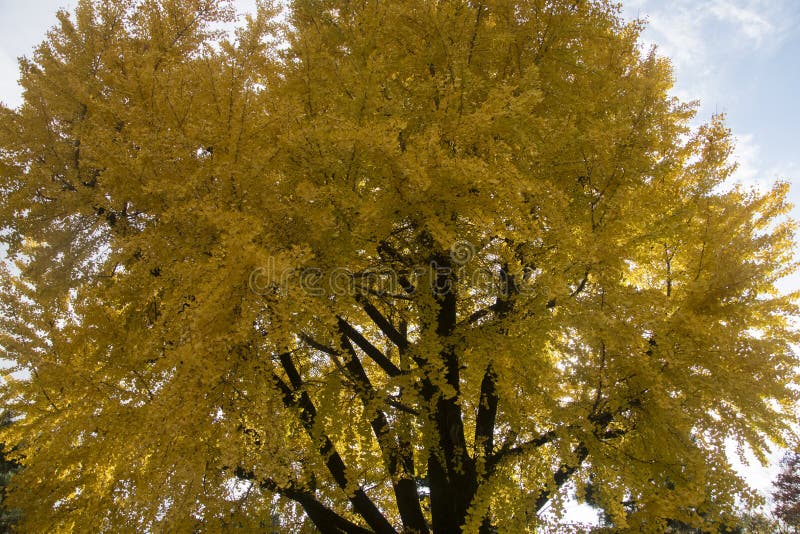 Yellow Leave and Ginko Tree in Japan Garden Stock Image - Image of ...
