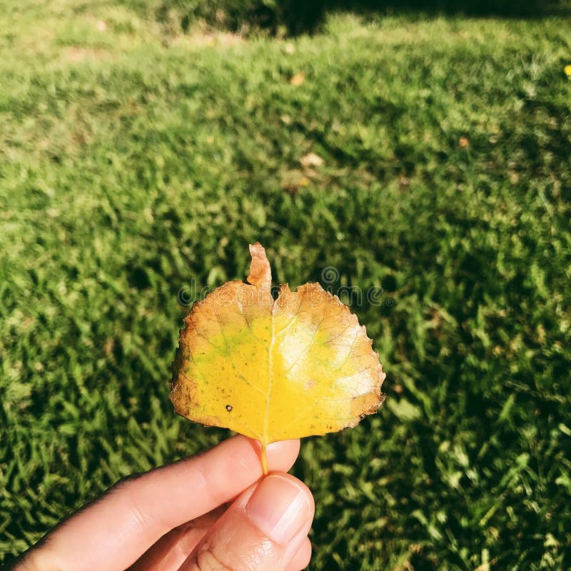 Yellow Leave in Hand on Blurred Background, Autumn Outdoor Concept ...