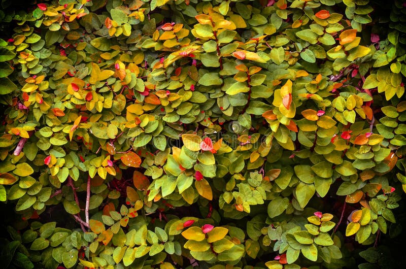 Yellow Leave Texture Background Stock Image - Image of decoration ...