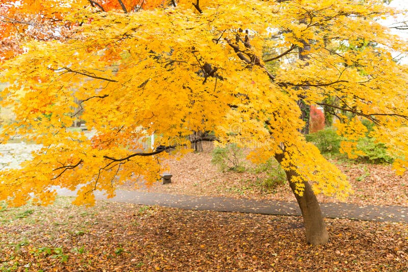 Yellow Leaved Ginkgo Tree in Autumn Stock Photo - Image of japan ...