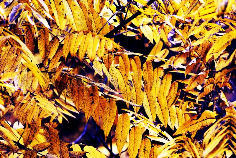 Yellow leaves. stock image. Image of leaves, branch, autumn - 14763139