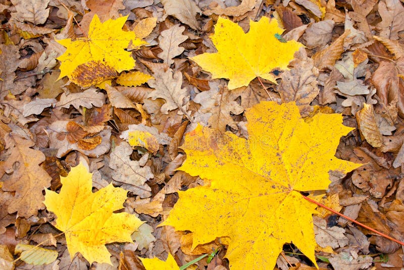 Yellow leaves stock photo. Image of fall, ground, environment - 6970246