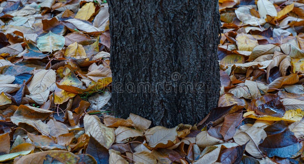 Yellow Leaves Around the Tree Trunk in the Middle Stock Image - Image ...