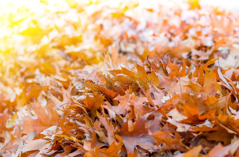 Yellow Leaves in Autumn Background Stock Photo - Image of foliage ...