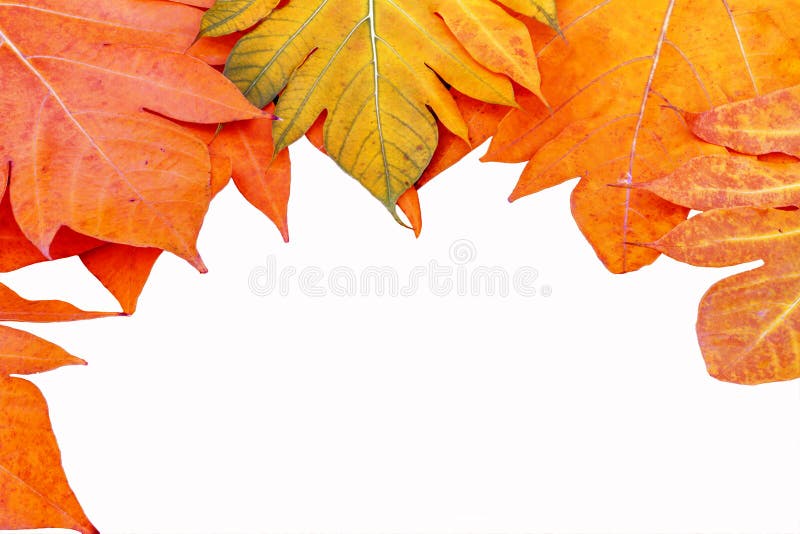 Yellow Leaves Autumn Leaf on Isolated Background Stock Image - Image of ...