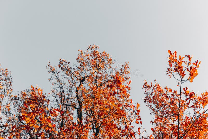 Yellow Leaves on Autumn Trees Art Filter Infrared Effect Process Stock ...