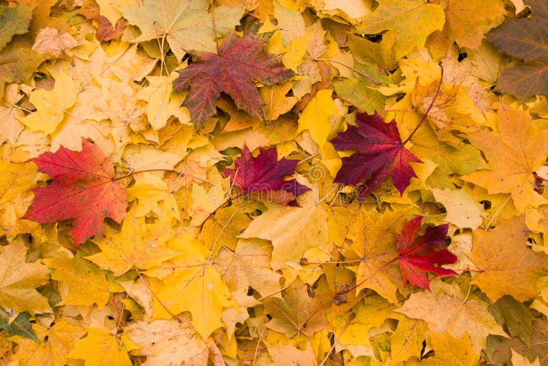 Yellow leaves background stock image. Image of closeup - 16061651