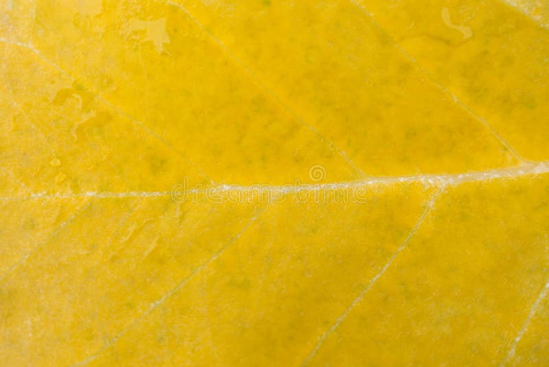 Yellow leaves background stock image. Image of texture - 164515551
