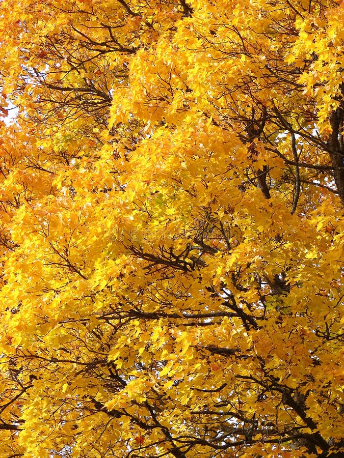 Yellow Leaves Background Picture. Image: 6602183