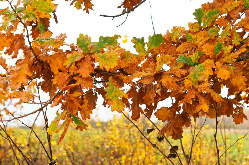 Yellow Leaves, Background of Autumn Leaves, Autumn Fallen Yellow Leaves ...
