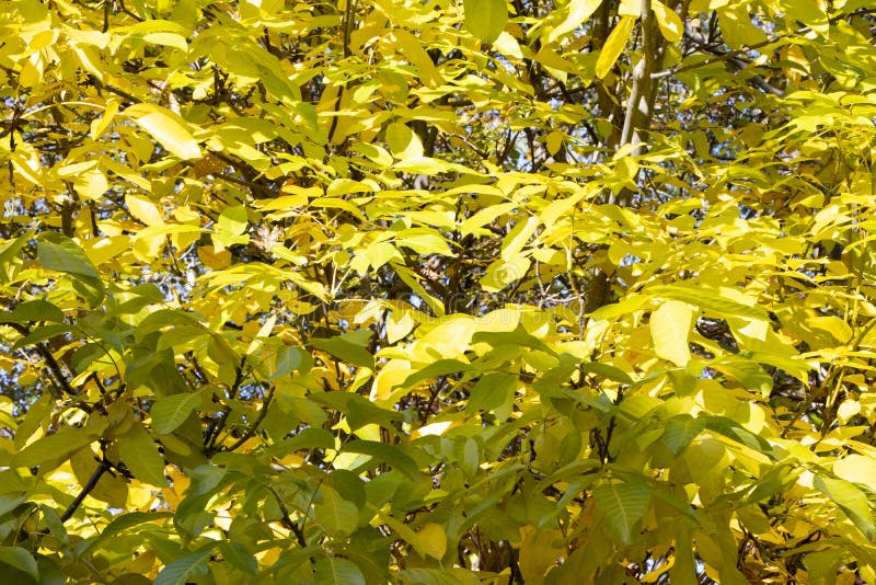 Yellow Leaves Background. Autumn Leaves Leaves of Walnut Stock Photo ...