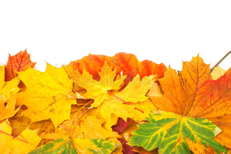 Yellow leaves background stock image. Image of leaf, nature - 33333529