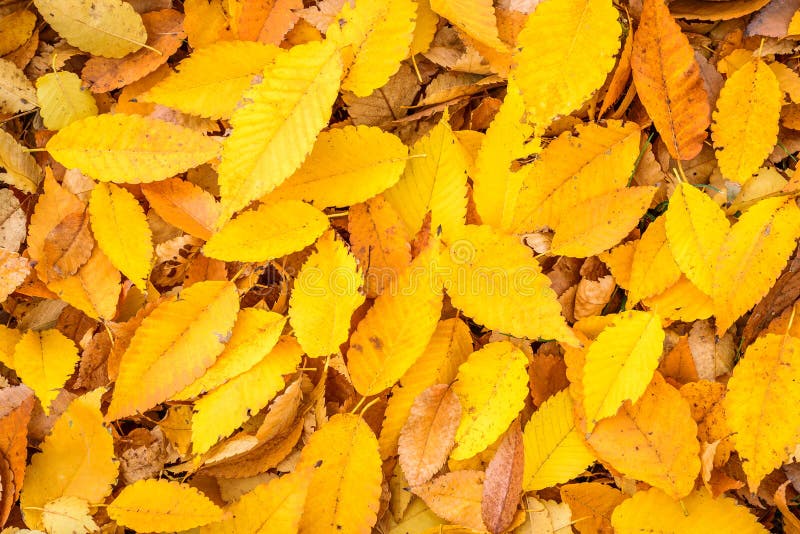 Yellow leaves background stock photo. Image of october - 82195480