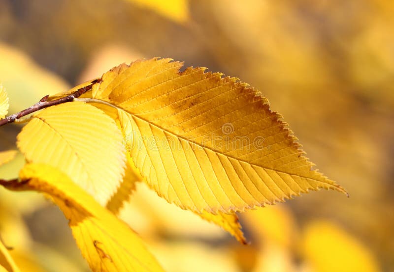 Yellow leaves stock image. Image of forest, gold, natural - 33993417