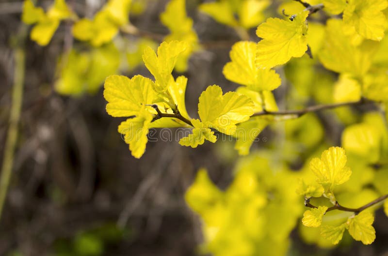 Yellow Leaves of the Bladder of Calcareous Stock Image - Image of ...