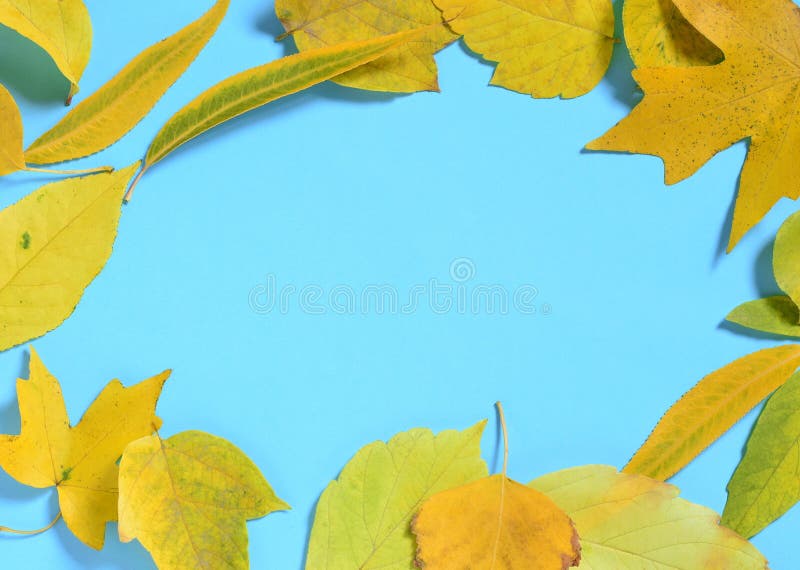 Yellow Leaves on Blue Background. Fall Concept Stock Image - Image of ...