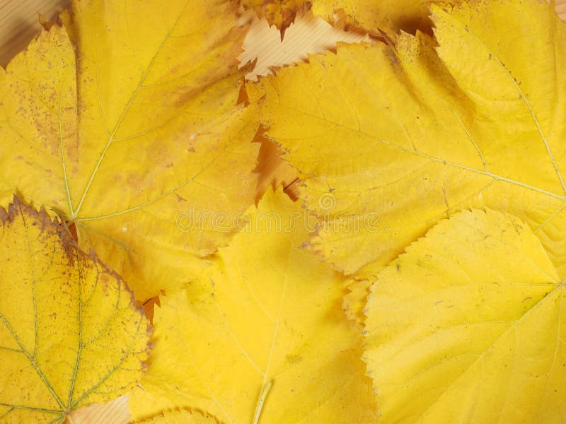 Yellow Leaves in Fall Background Stock Photo - Image of autumn ...
