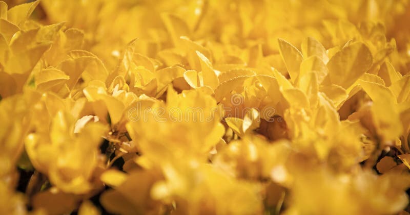 Yellow Leaves. Fall Color Leaves. Bush Texture Leaf Background Stock ...