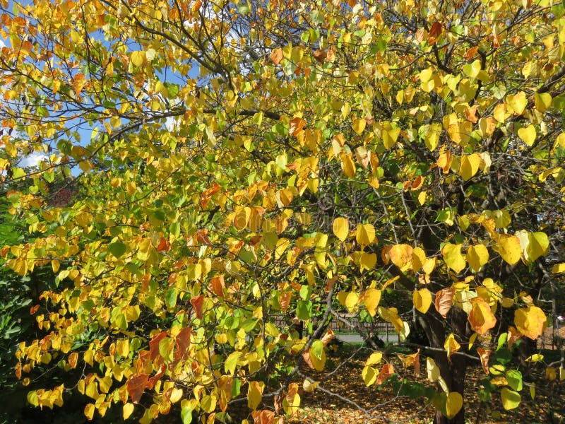 Yellow and Red Fall Foliage Trees at the Park Stock Image - Image of ...