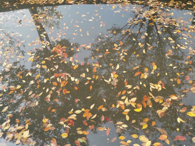 Yellow Leaves Fall into River, Reflected on the Water Stock Image ...
