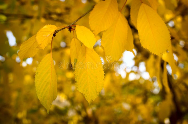 Yellow Leaves Fall from the Trees Stock Photo - Image of green, road ...