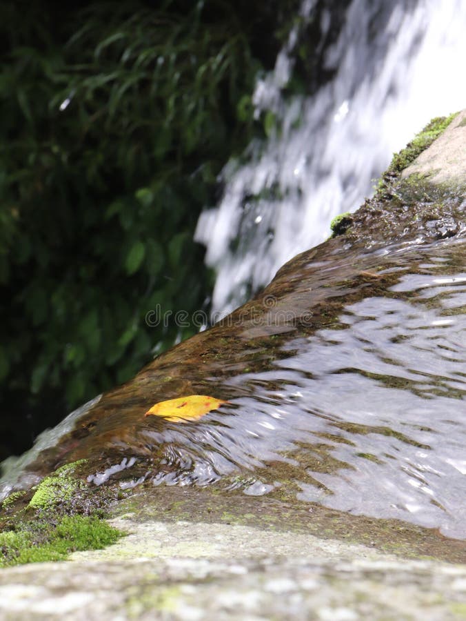 Yellow Leaves Fall in the Water Carried by the River Flow Stock Image ...