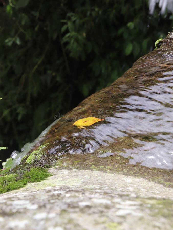 Yellow Leaves Fall in the Water Carried by the River Flow Stock Image ...