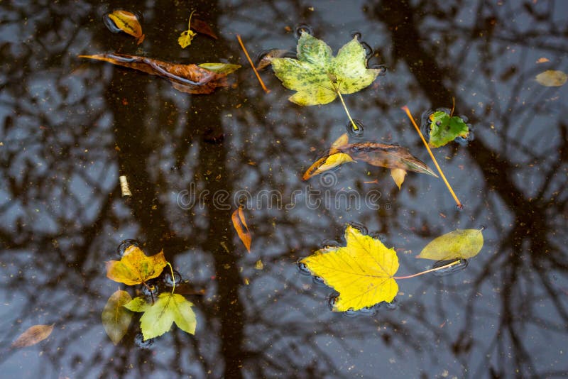 Puddle during the Rain on a Grassy Road Stock Photo - Image of park ...