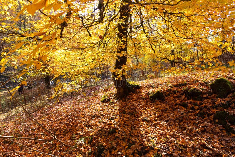 Yellow Leaves in the Forest on the Ground Stock Image - Image of ...
