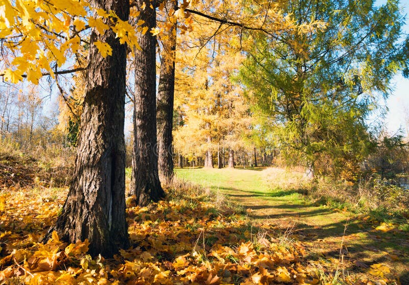 Yellow Leaves on a Forest Path on a Sunny Day Stock Image - Image of ...
