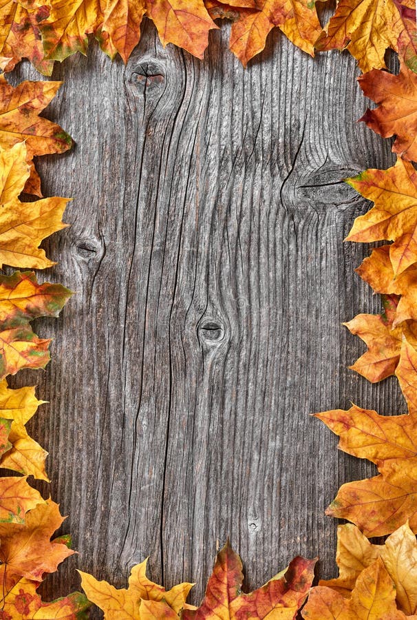 Yellow leaves frame stock photo. Image of botany, foliage - 256795328