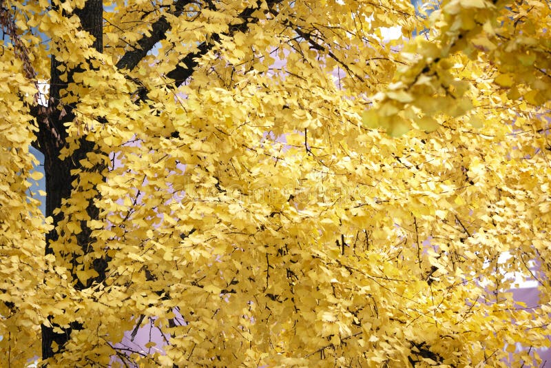 Ginko Tree stock photo. Image of japan, closeup, leaf - 205108768
