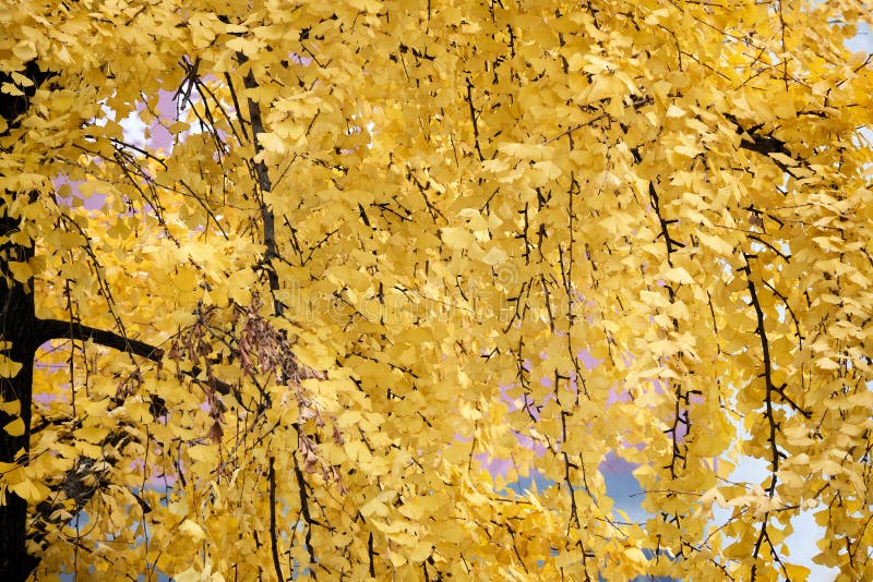 Ginko Tree stock photo. Image of beautiful, garden, outdoor - 205109576