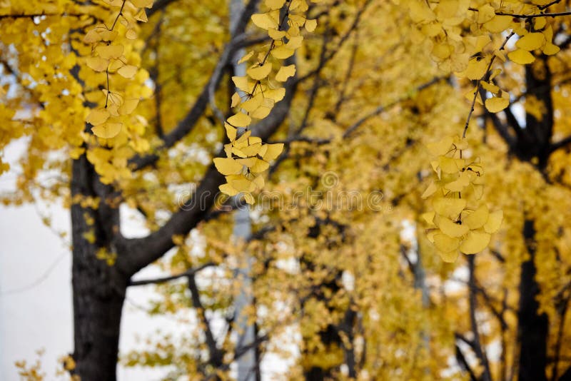 Ginko Tree stock image. Image of green, medicine, natural - 205113171