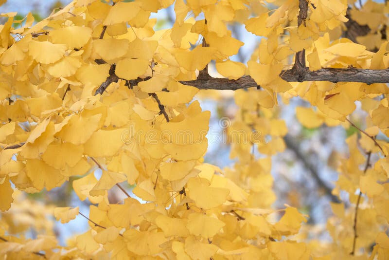 Ginko Tree stock photo. Image of landscape, autumn, fresh - 205121378