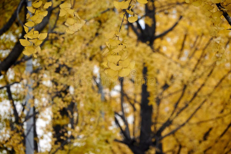 Ginko Tree stock photo. Image of yellow, medicine, healthy - 205113594