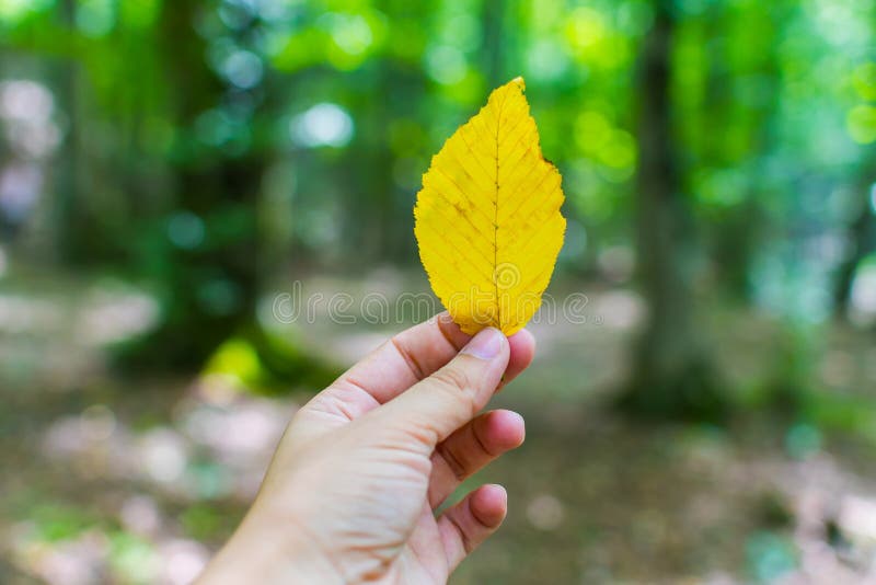 Yellow leaves in hand stock photo. Image of leaves, colorful - 124997076