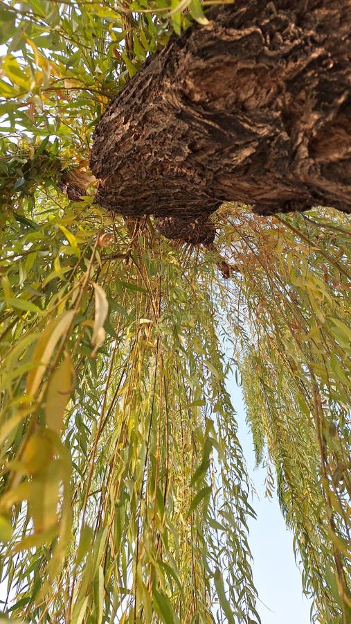 Yellow Leaves Hanging from a Tree with a Rough, Hard Trunk Stock Photo ...