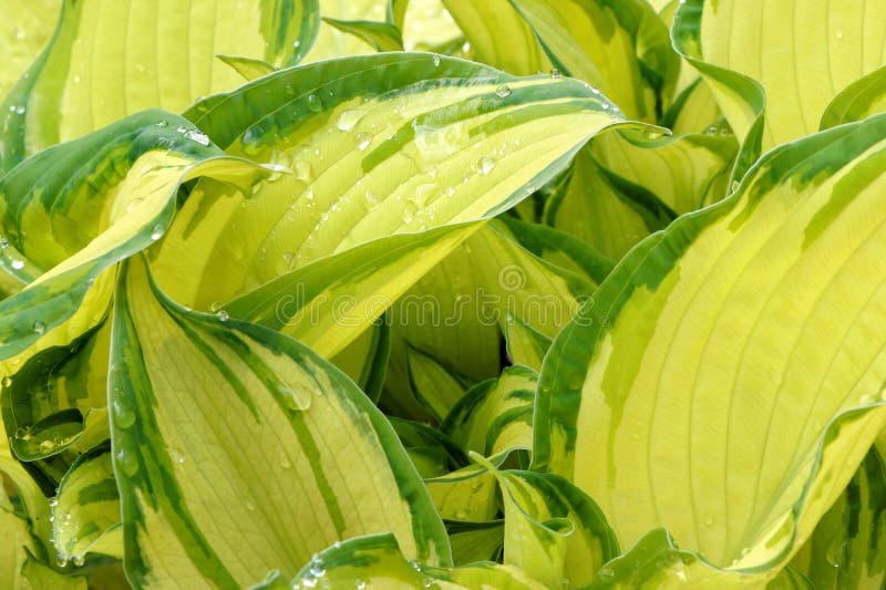 Yellow Leaves of Hosta. Bush of Hosta. Close Up Green Leaves Stock ...