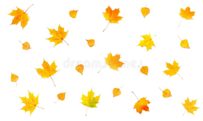 Yellow Leaves Isolated on a White Background Stock Photo - Image of ...