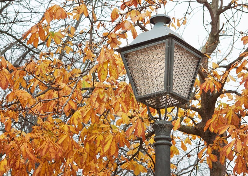 Yellow Leaves and Light Fall. Stock Photo - Image of light, bright ...