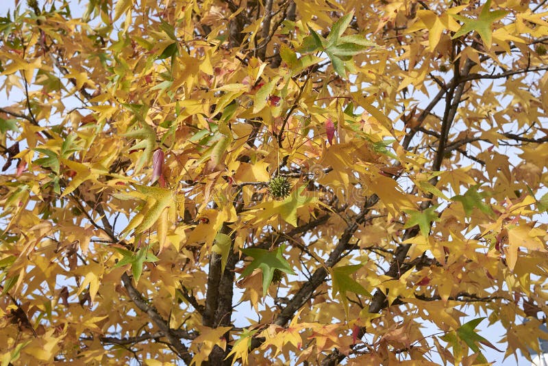 Yellow Leaves of Liquidambar Styraciflua Tree Stock Image - Image of ...