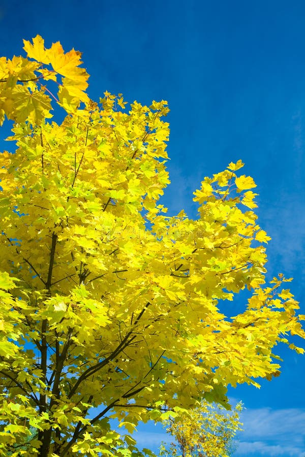 Yellow Leaves on Maple Tree Stock Photo - Image of crown, colourful ...