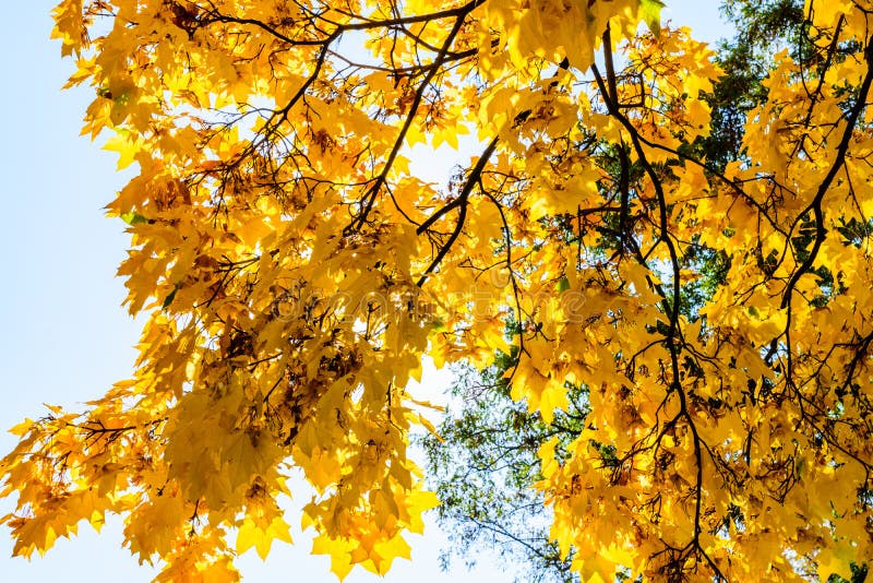 Yellow Leaves on a Maple Tree at Autumn Stock Image - Image of abstract ...