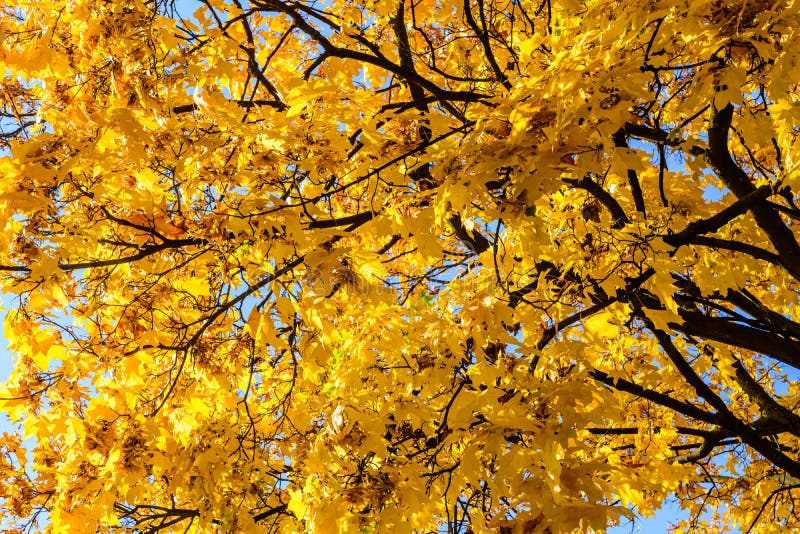 Yellow Leaves on a Maple Tree at Autumn Stock Photo - Image of colorful ...
