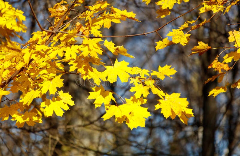 Yellow Leaves on a Maple Tree in Autumn Stock Photo - Image of park ...