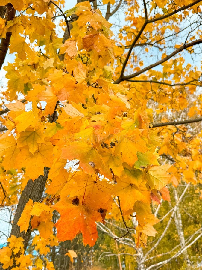 Yellow Leaves on a Maple Tree in Autumn Stock Photo - Image of ...