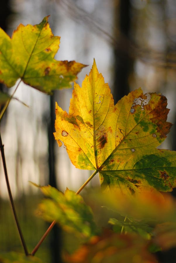 Yellow Leaves of a Maple Tree in Autumn Stock Image - Image of acer ...