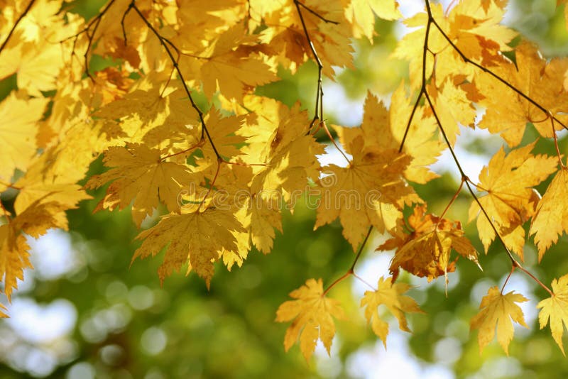 Yellow Leaves on Maple Tree Branches. Stock Image - Image of autumn ...