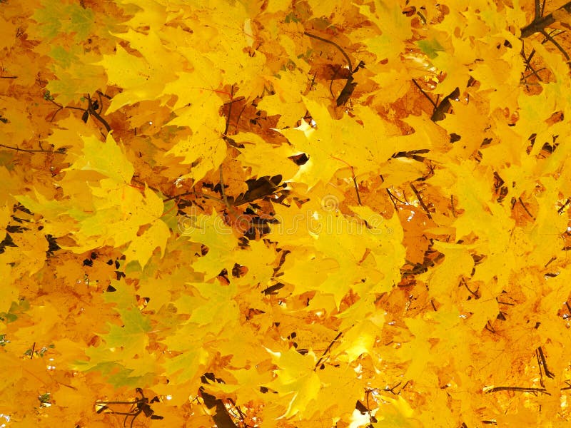 Yellow Leaves of a Maple Tree in Fall Stock Image - Image of trees ...